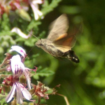 Hummingbird Hawk Moth | nightingale trails
