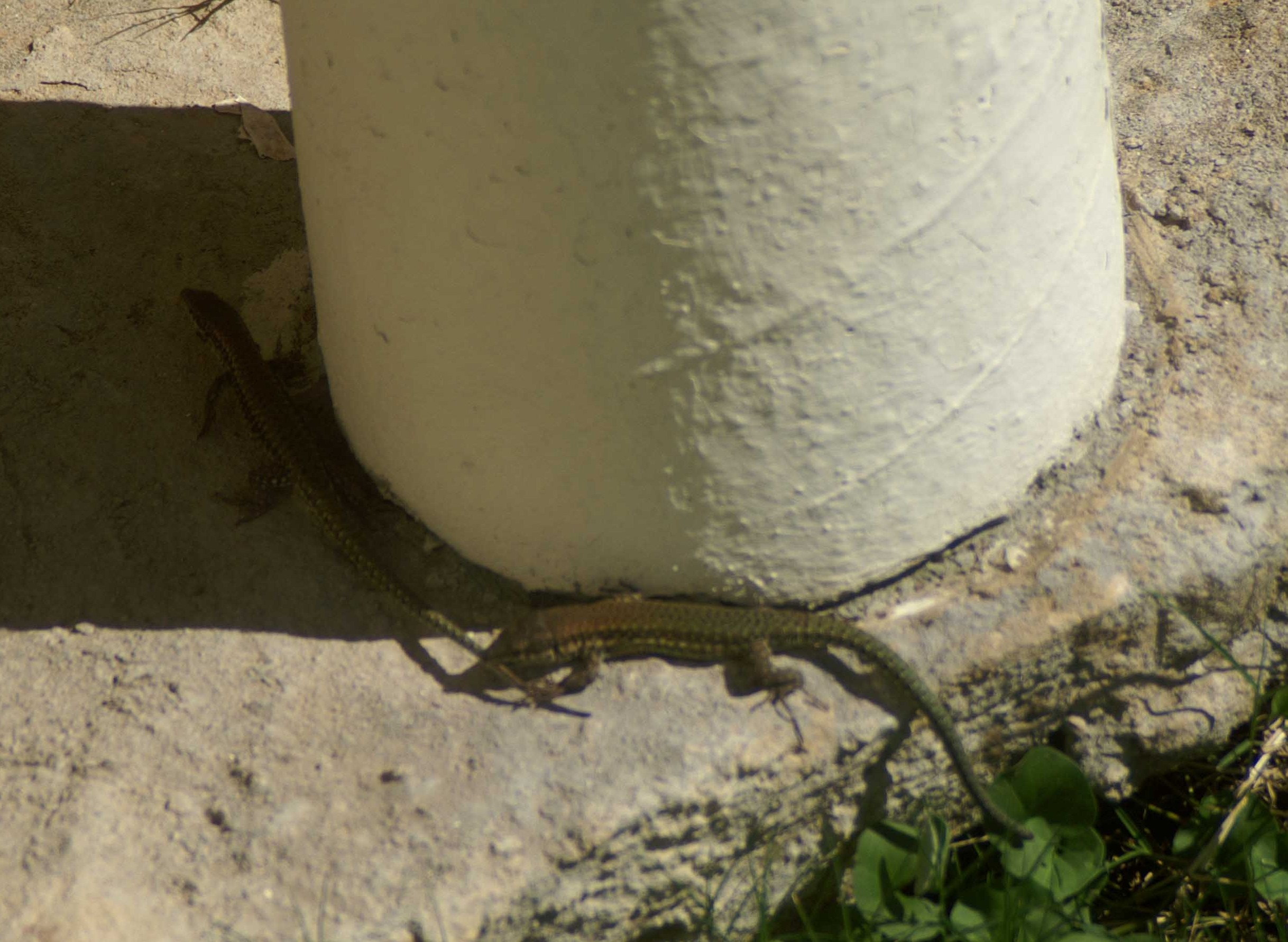Lizards of Southern Spain | nightingale trails