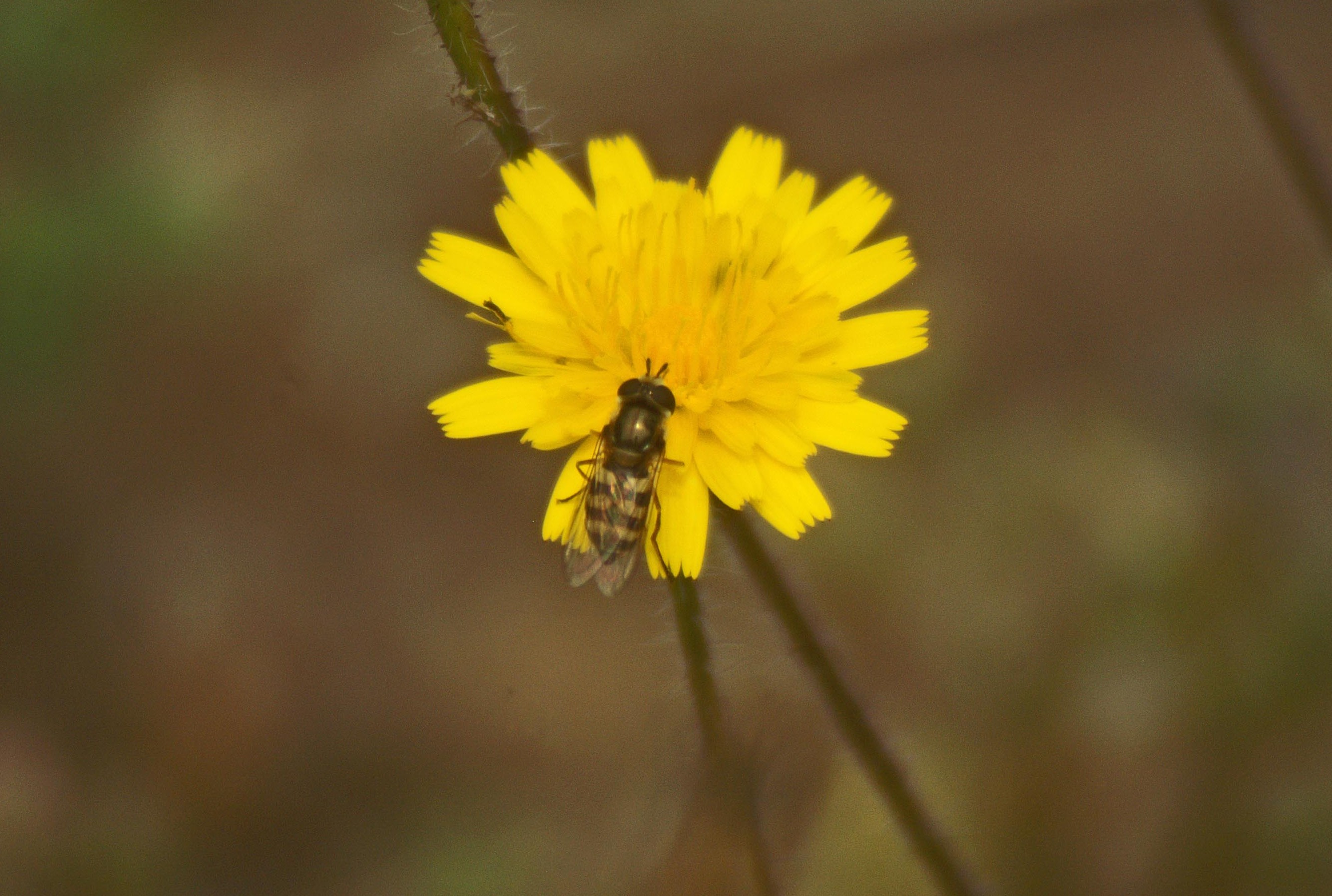 Hoverflies and wasps | nightingale trails