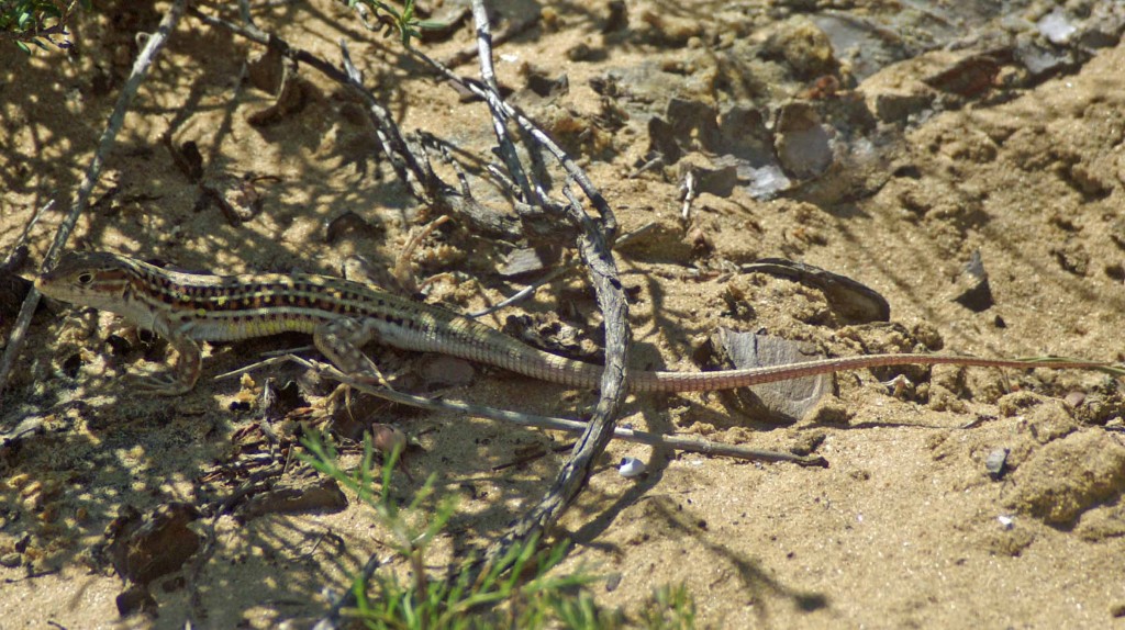 Spiny-footed Lizard | nightingale trails