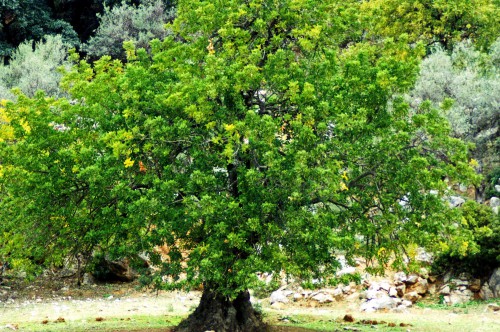 The Carob Tree – Ceratonia siliqua-el Algarrobo | nightingale trails