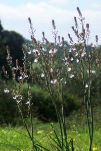 Asphodels | nightingale trails