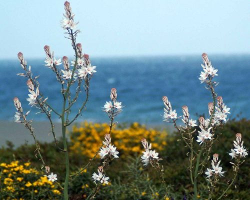 Asphodels | nightingale trails