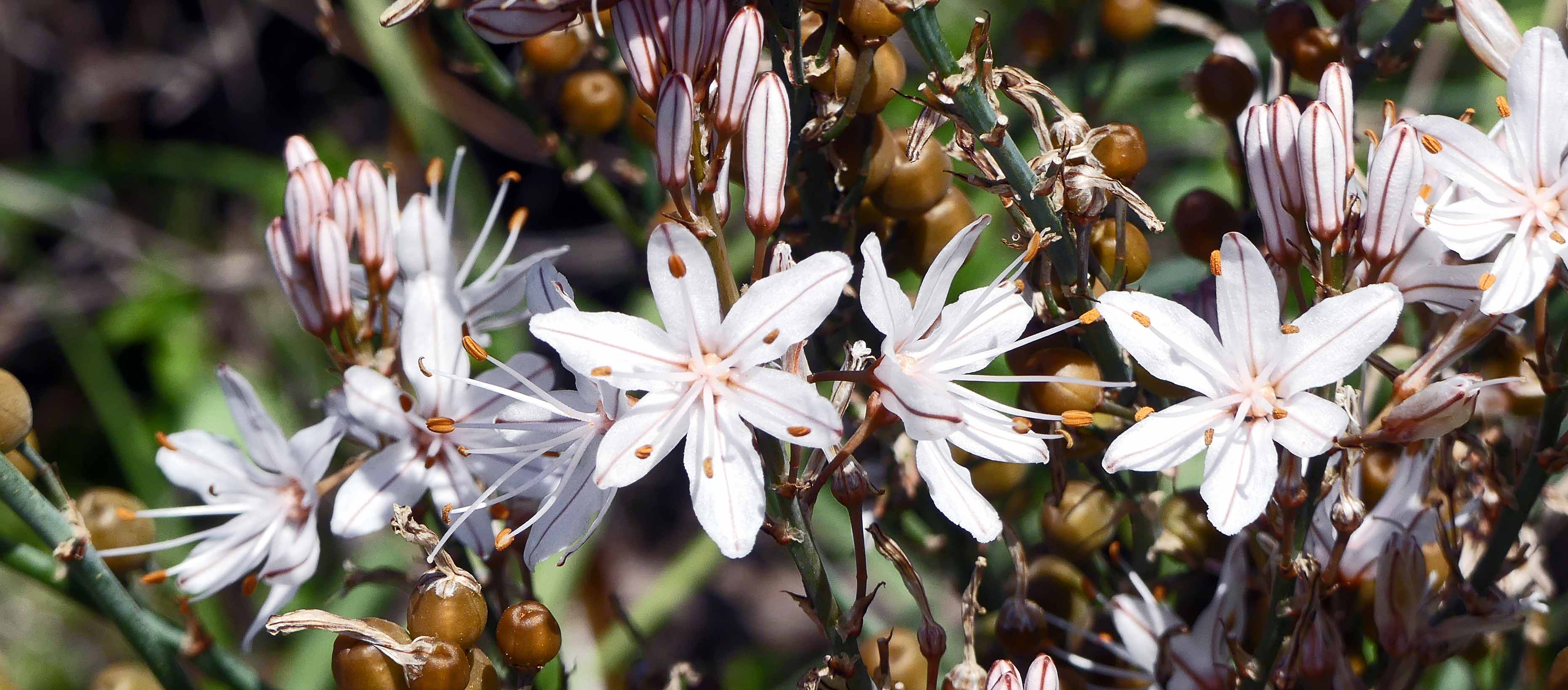 Asphodels | nightingale trails