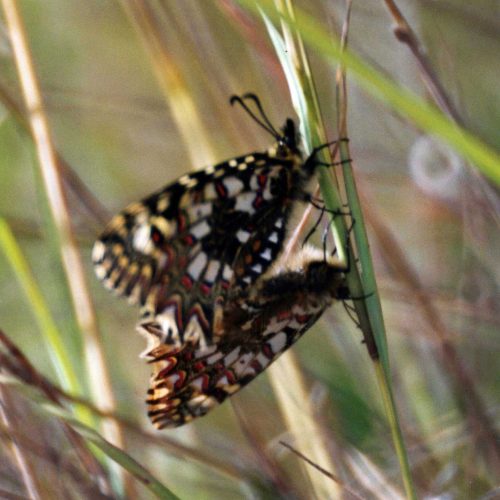 El Velerin-Mating Spanish Festoons | nightingale trails